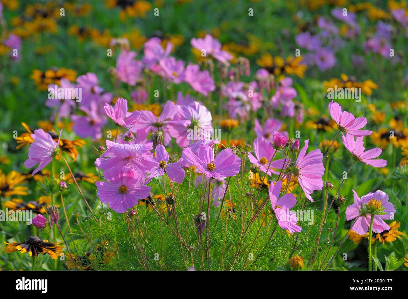 Mexican aster (Cosmos bipinnatus) flowering in the garden Stock Photo ...