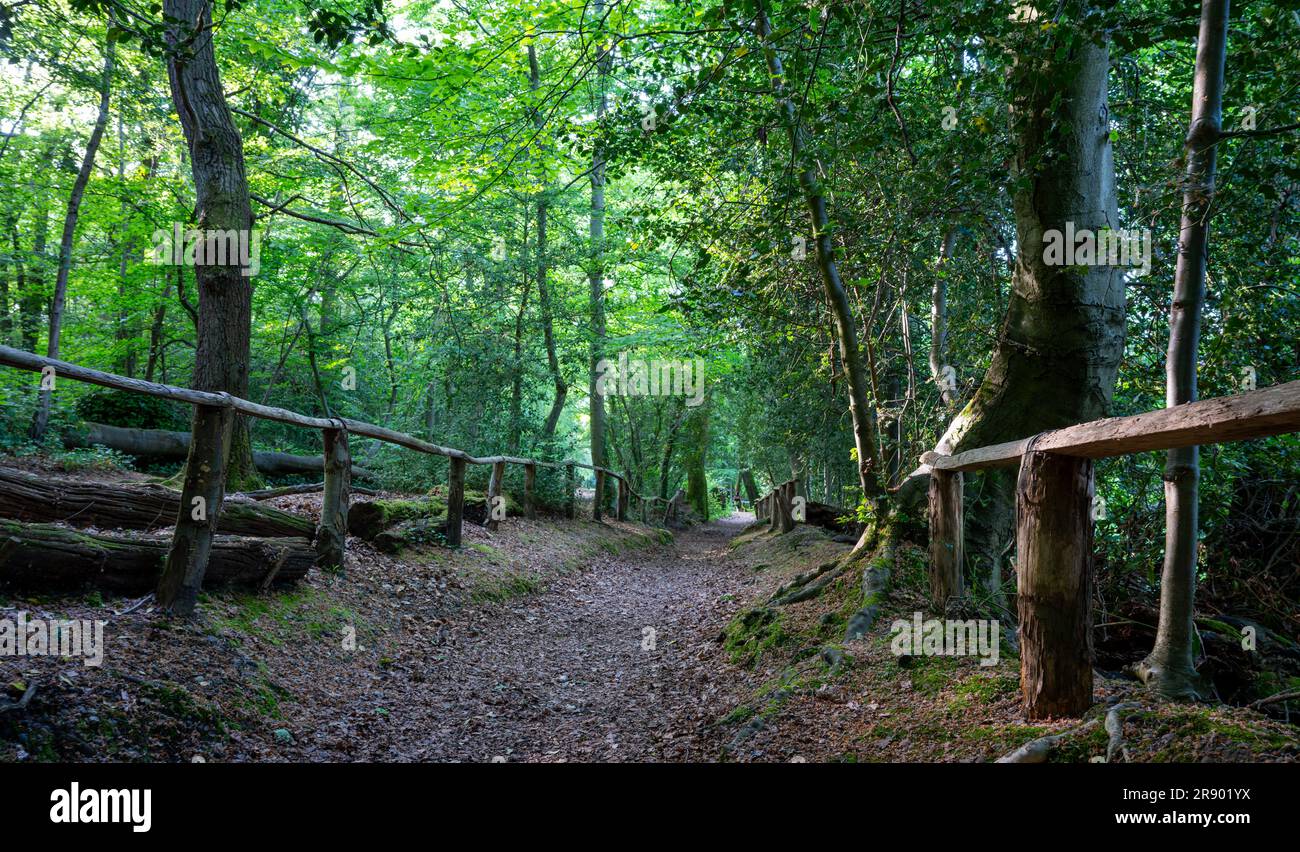 Trees forest path nature hi-res stock photography and images - Alamy