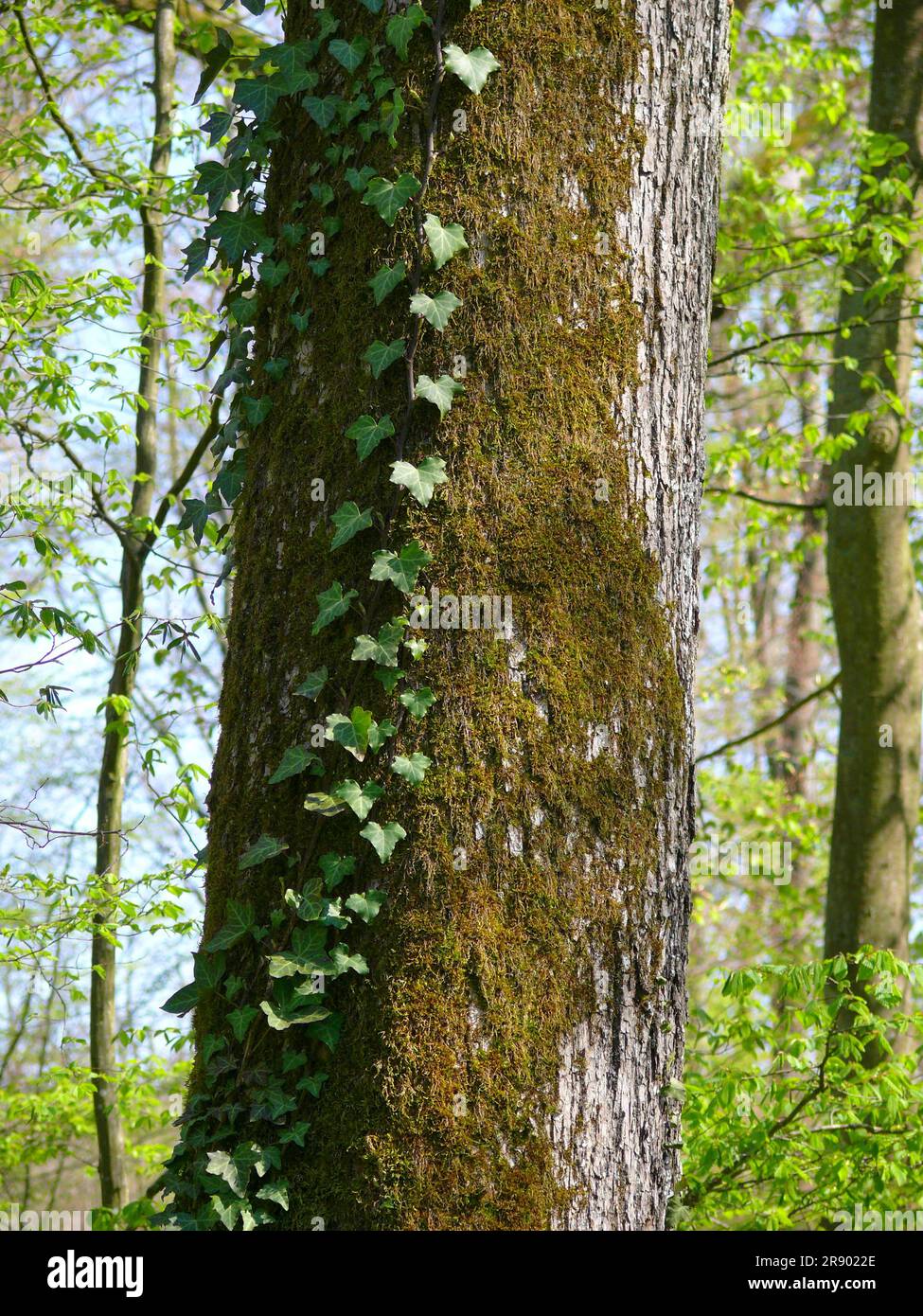 Tree in the forest overgrown with ivy and moss Stock Photo - Alamy