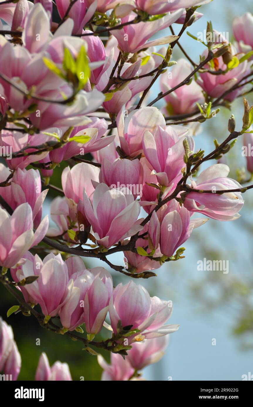 Magnolia flower in detail, close up, saucer magnolia (Magnolia x ...