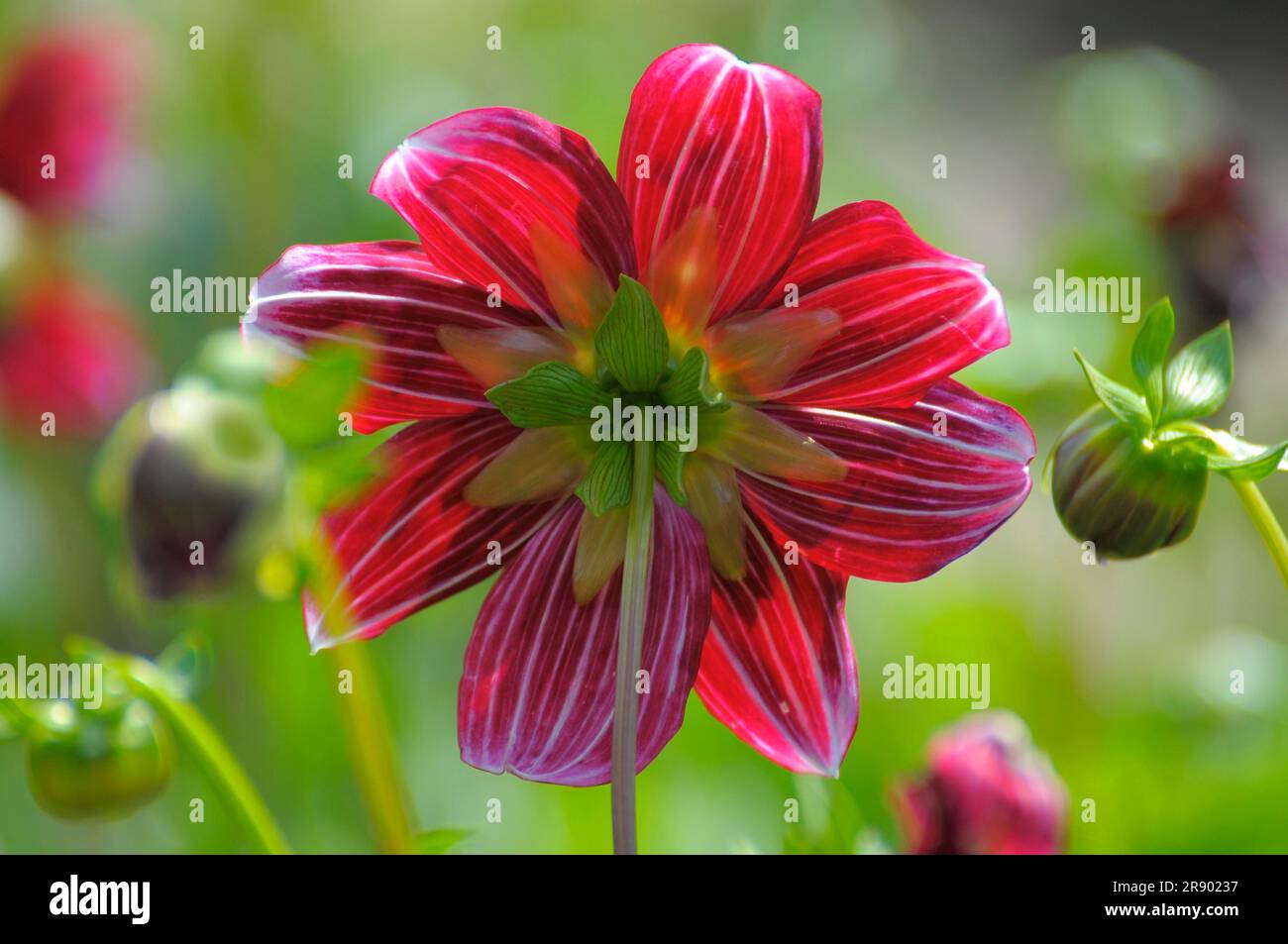 Back of the single-flowered dahlia in the garden Stock Photo - Alamy