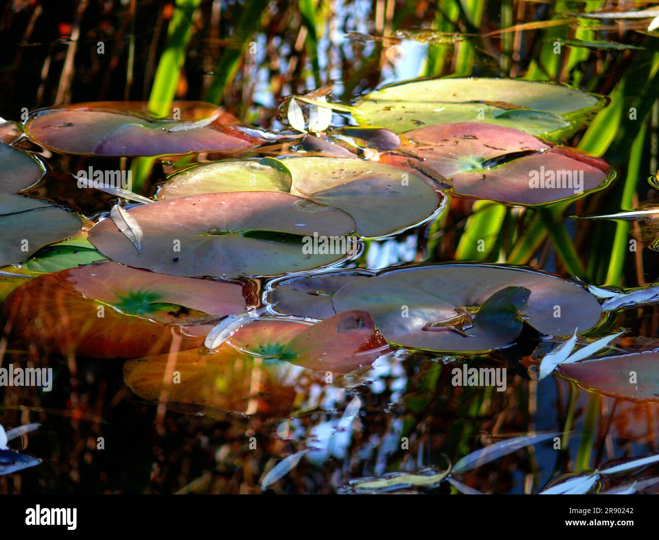 Colourful lily pads hi-res stock photography and images - Alamy