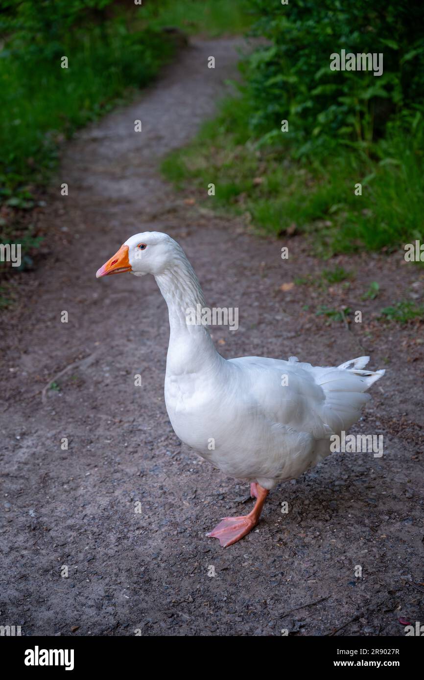 A white goose with an orange beak walking on a path near Keston Ponds ...