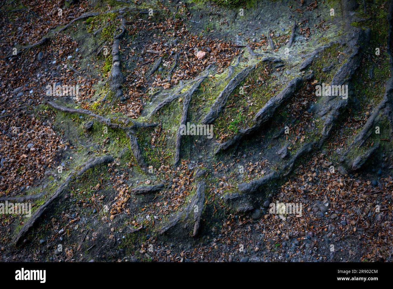 Tree roots covered with moss and leaves seen near Keston Ponds in Kent ...