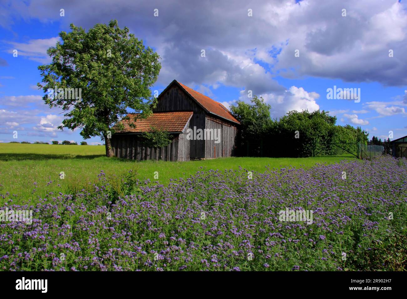 Field hut in flower meadow, Loeffingen, Black Forest, Bad. -Wuertt ...