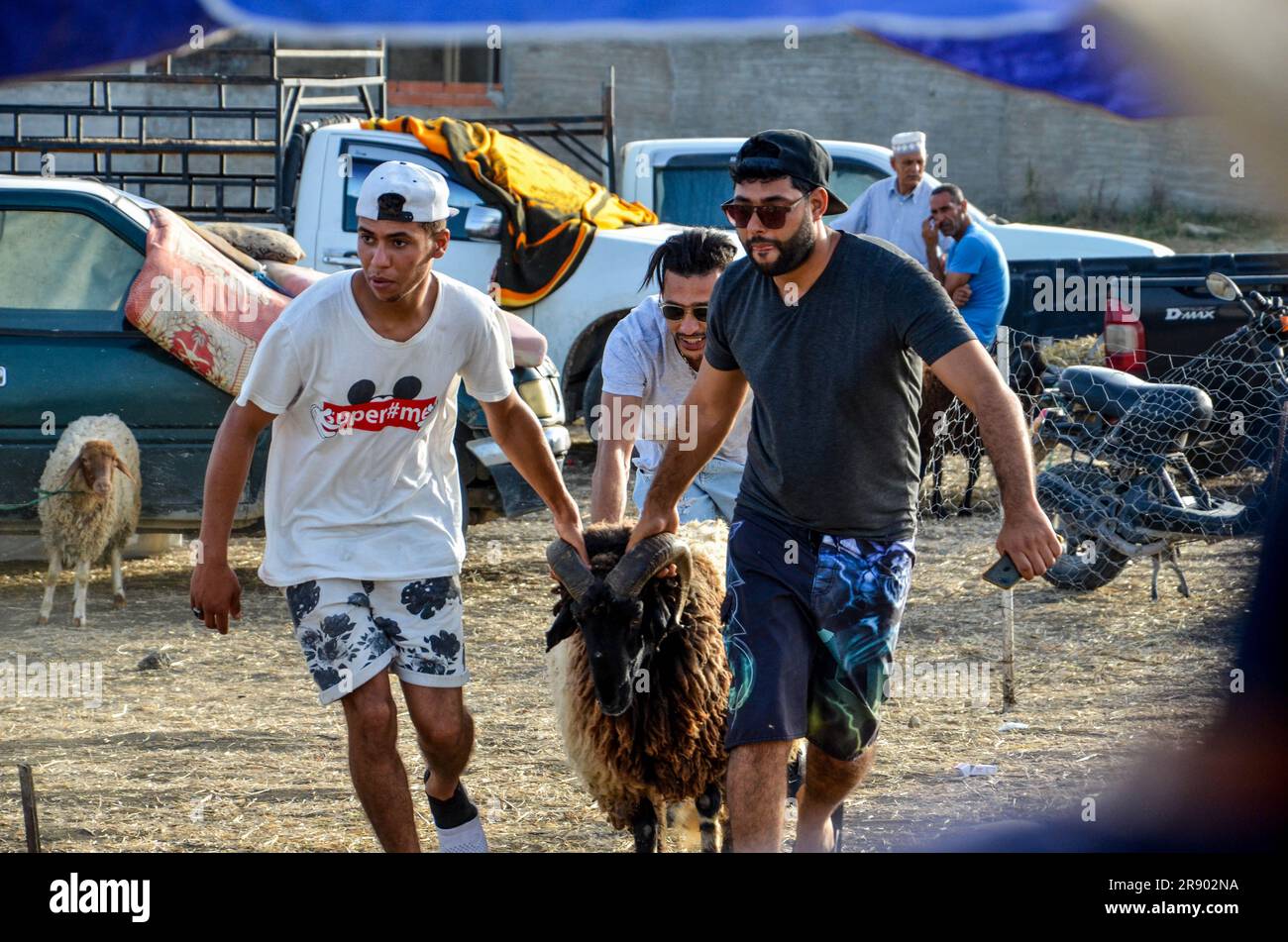 Tunis sheep hi-res stock photography and images - Alamy