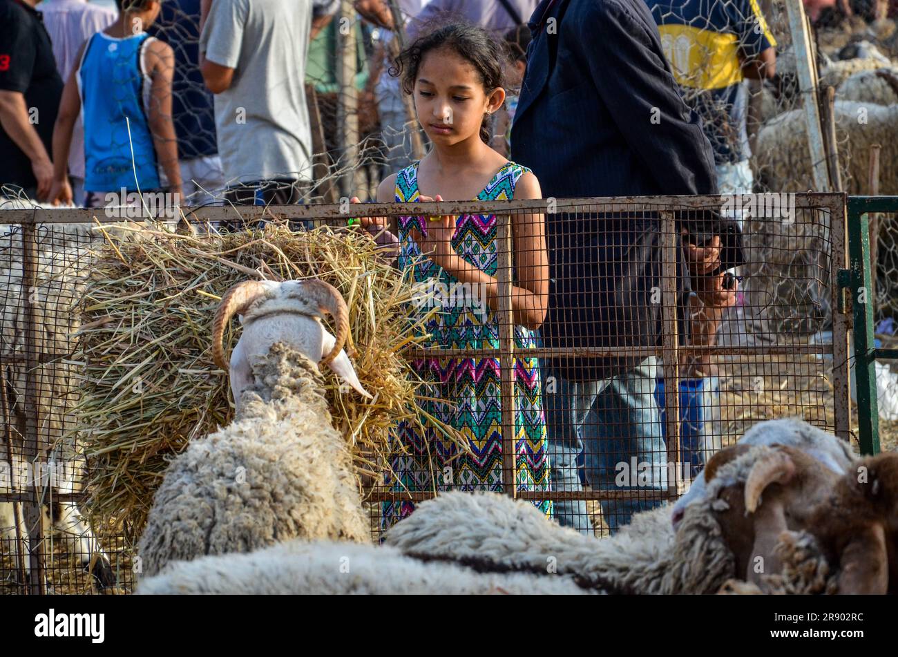 Tunis sheep hi-res stock photography and images - Alamy