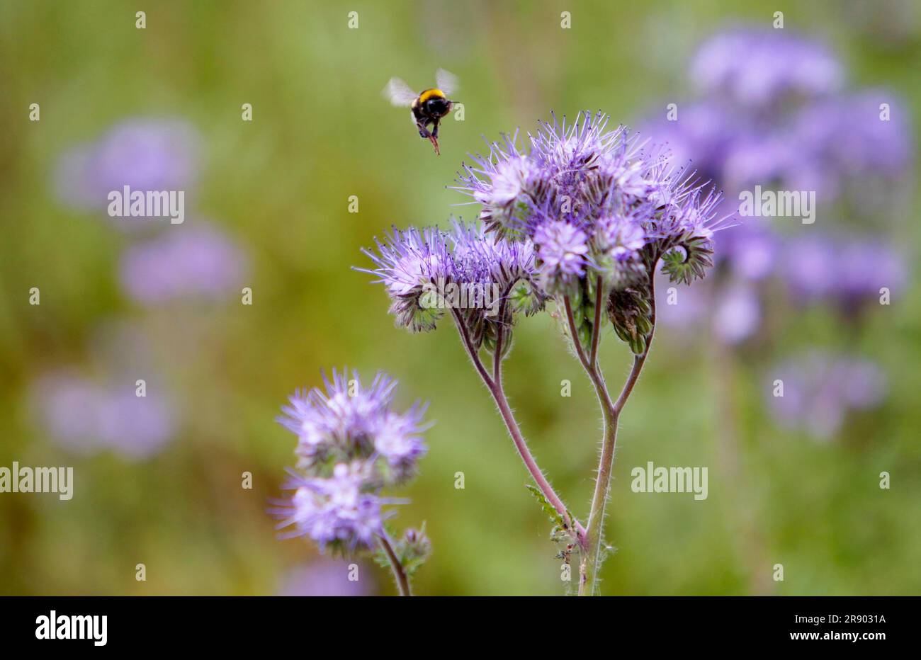 Bee lover hi-res stock photography and images - Alamy