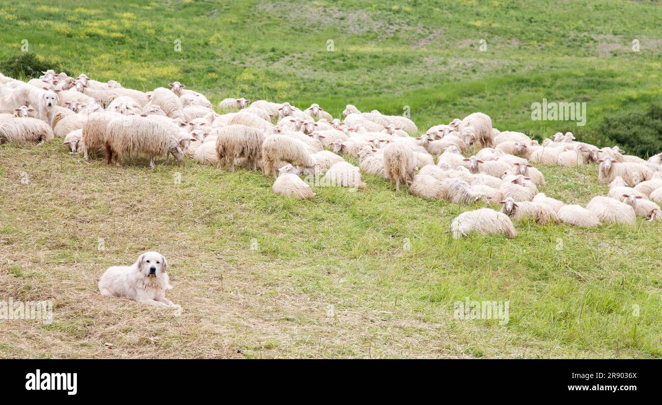 Herding dogs with their flock of sheep Stock Photo - Alamy