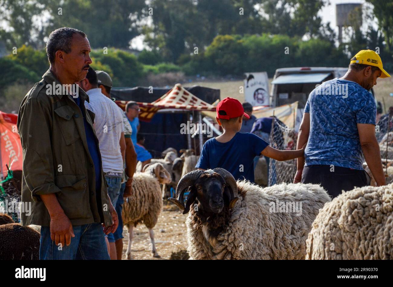 Tunis sheep hi-res stock photography and images - Alamy
