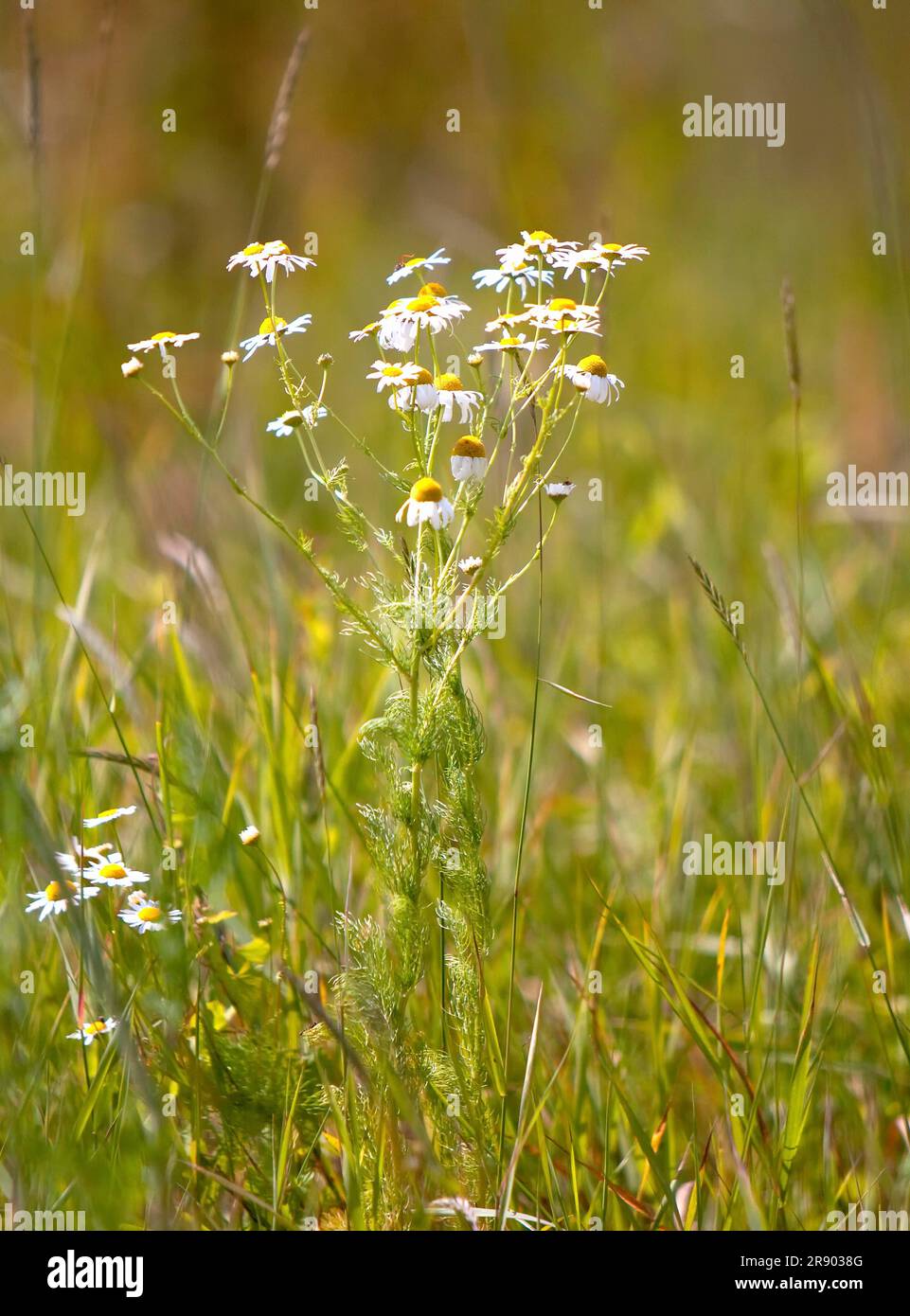 Chamomile medical plant hi-res stock photography and images - Alamy