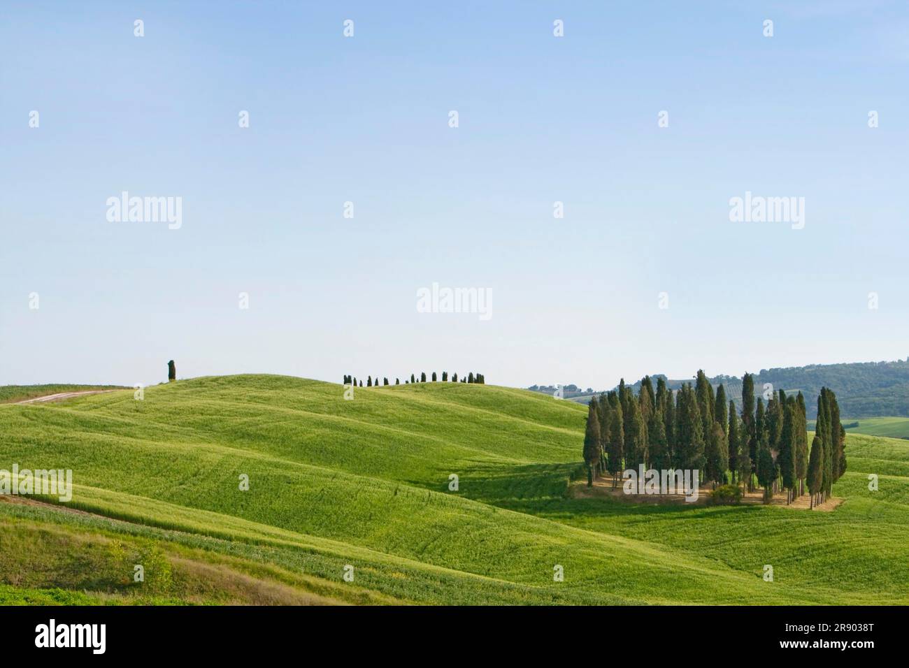 Cypress Group in Tuscany Stock Photo - Alamy