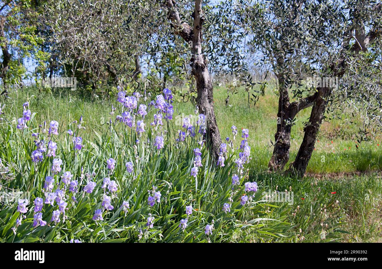 Irises in front of olive trees, Tuscany Stock Photo - Alamy