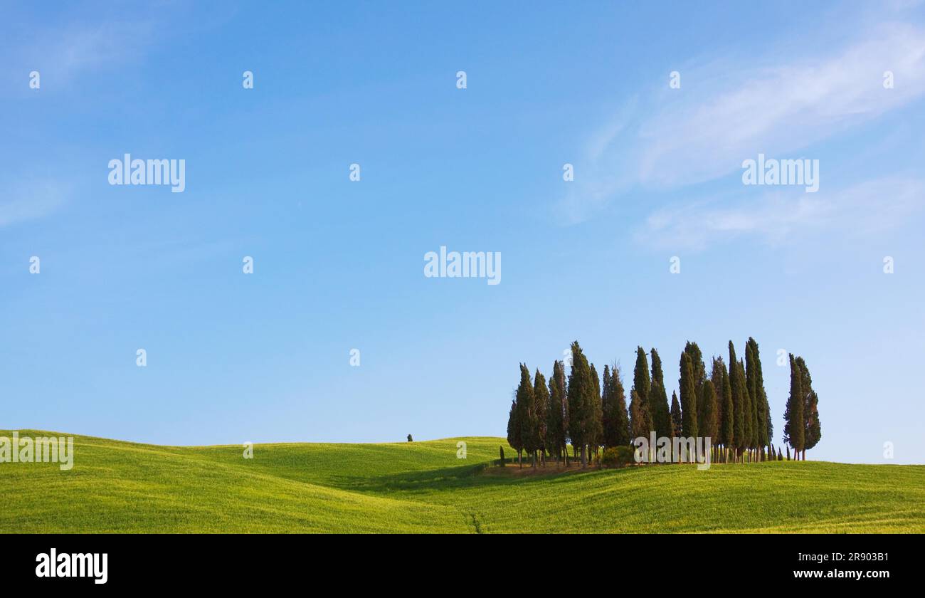 The most famous cypress group in Tuscany Stock Photo - Alamy