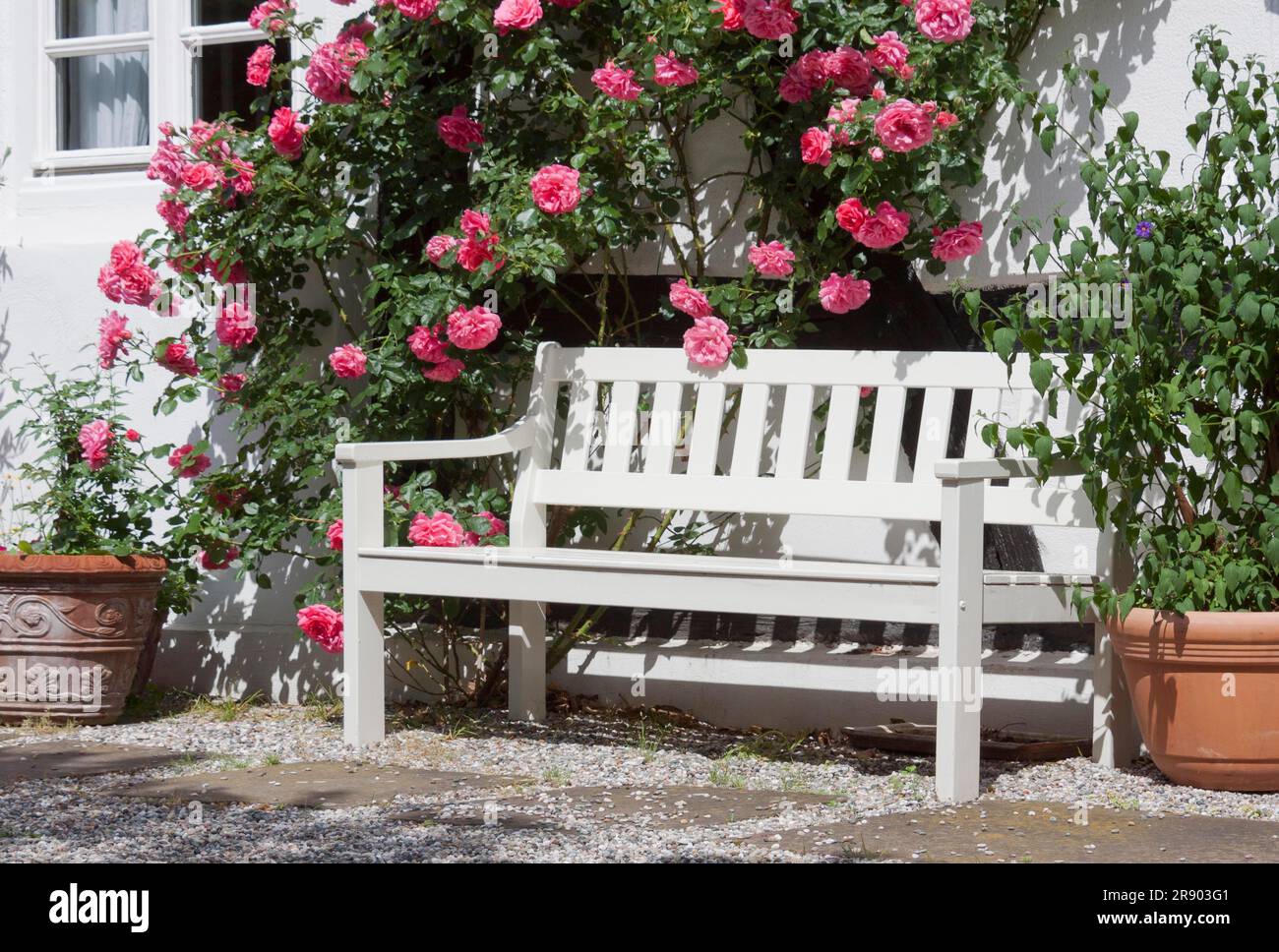 Bench with roses Stock Photo - Alamy