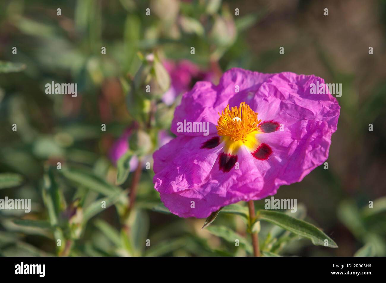 Orchid rock rose (Cistus x purpureus Stock Photo - Alamy