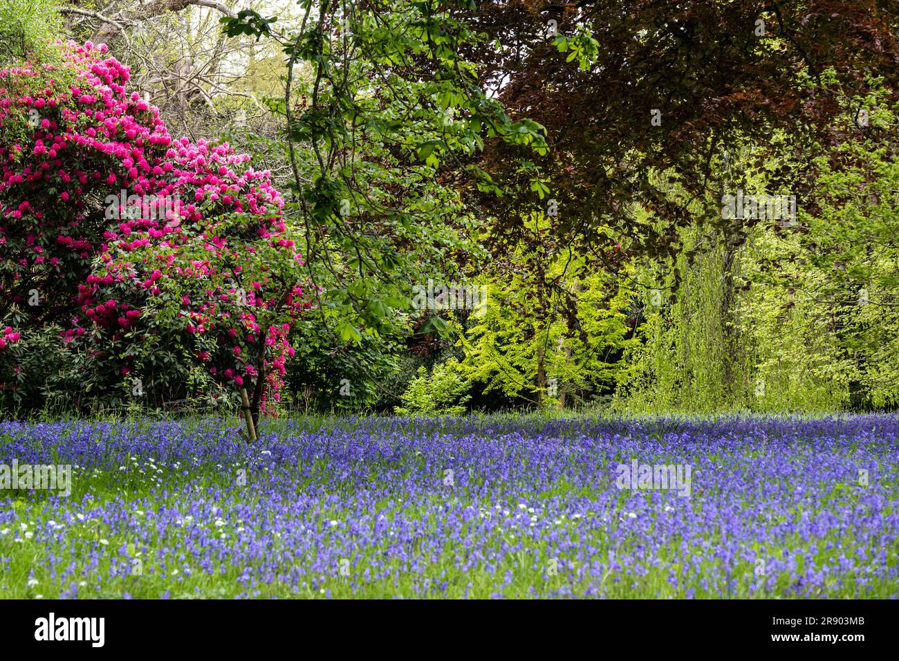 Stunning Rhododendrons Russellianum Cornish Red growing next to a field ...