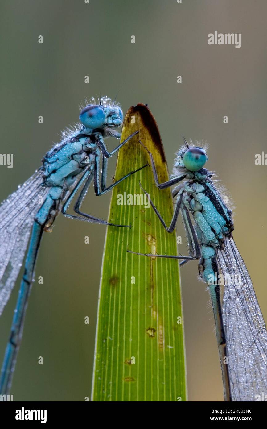 Blue dragonflies, azure dragonfly and blue-tailed damselfly Stock Photo ...