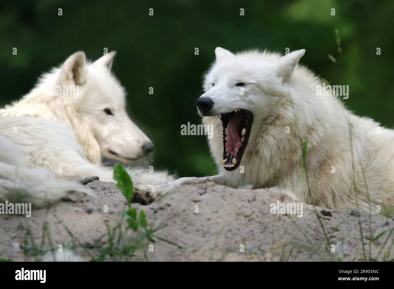 Arctic wolf (canis lupus arctos Stock Photo - Alamy