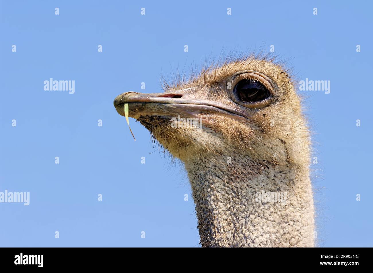 Portrait cutout hi-res stock photography and images - Alamy