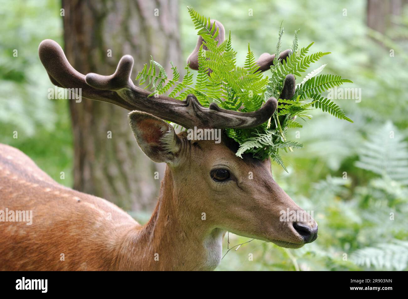 Fallow deer (Dama Dama), fallow deer, fern, funny Stock Photo - Alamy