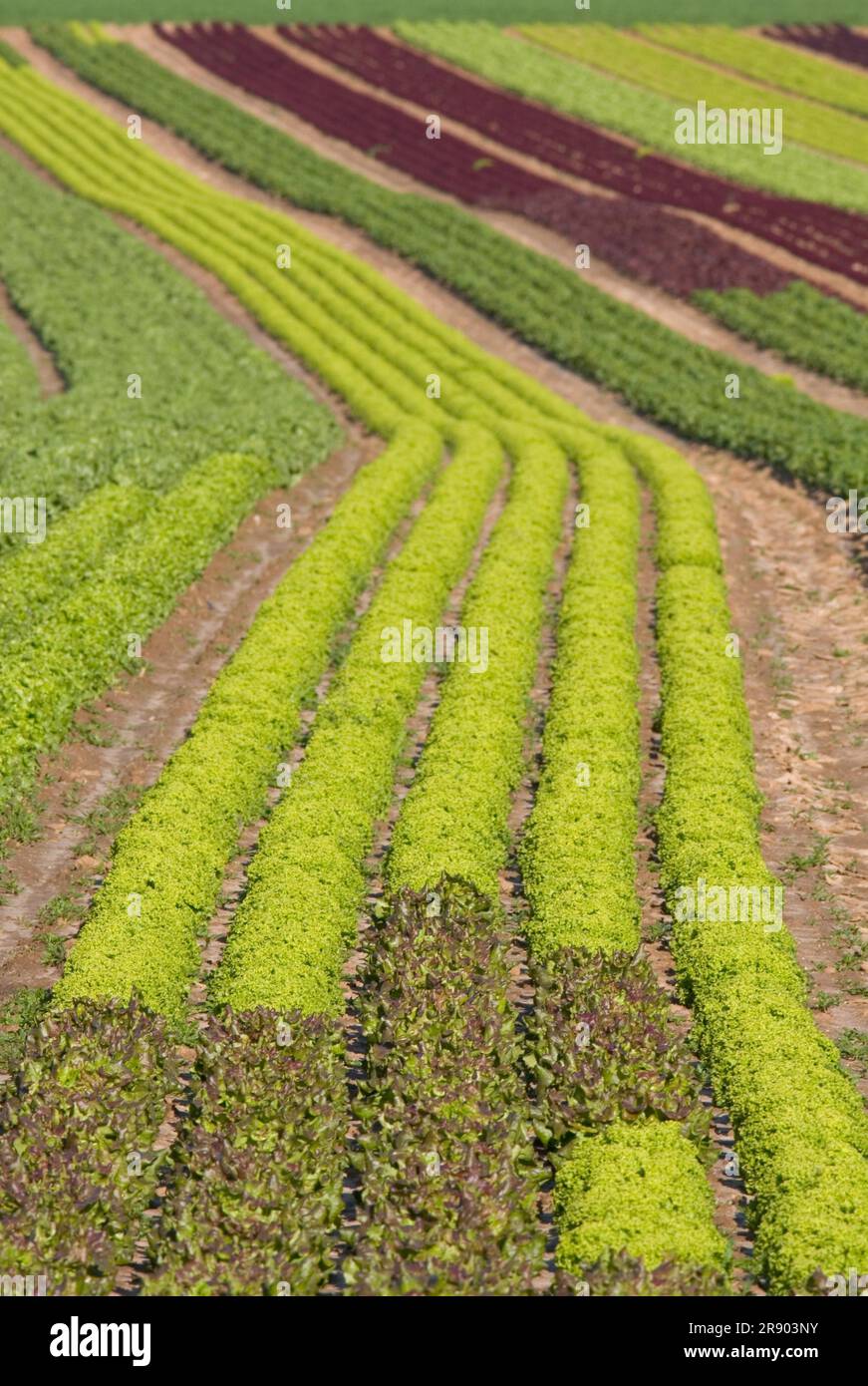 Lettuce field hi-res stock photography and images - Alamy