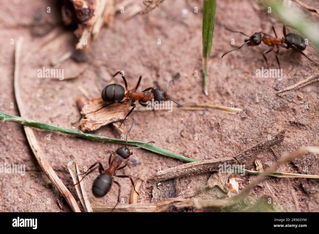 Formica rufa female hi-res stock photography and images - Alamy