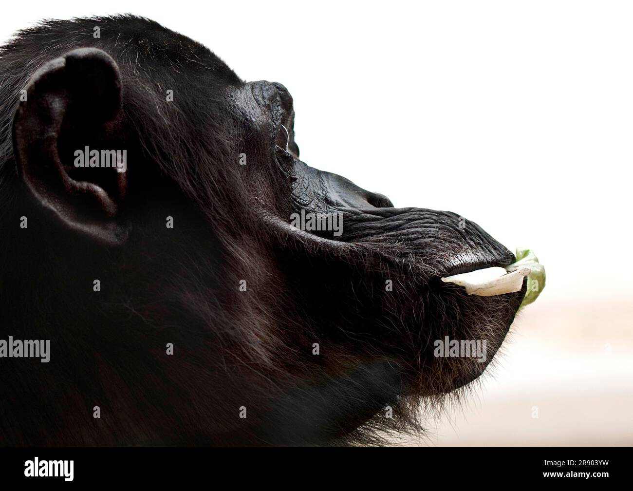 Chimpanzee head shot hi-res stock photography and images - Alamy