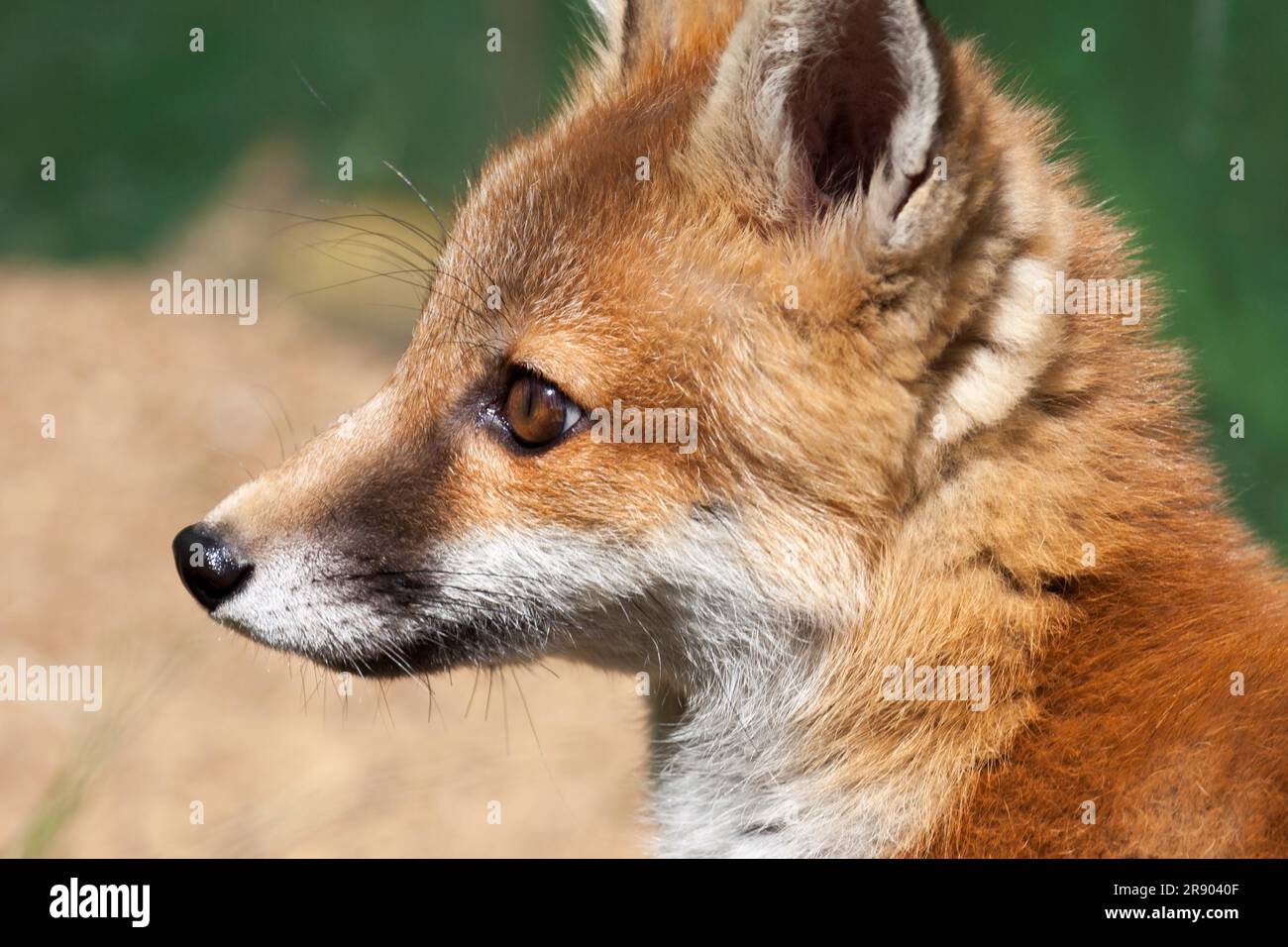 English red fox hi-res stock photography and images - Alamy