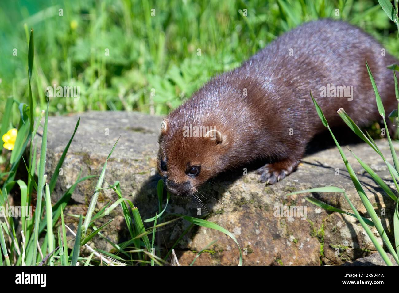 Close up view mink hi-res stock photography and images - Alamy