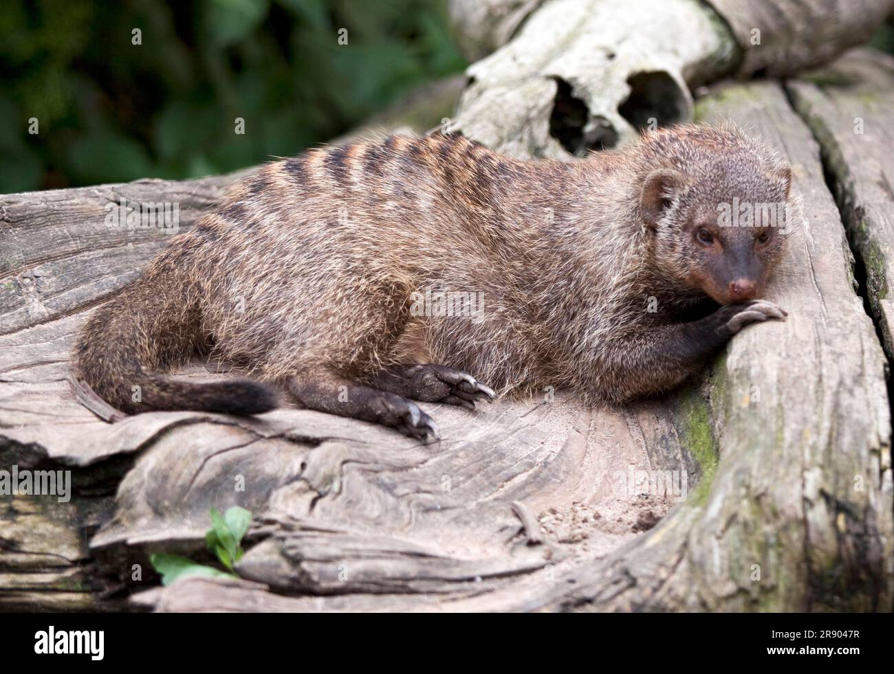 Banded mongoose (Mungos mungo), lying on a tree stump in the sun Stock ...