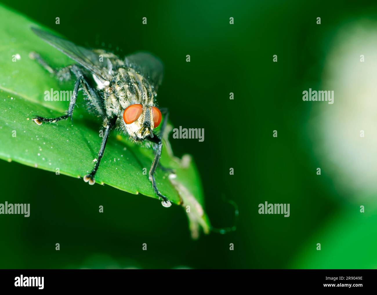 Fly sitting on a green leaf Stock Photo - Alamy