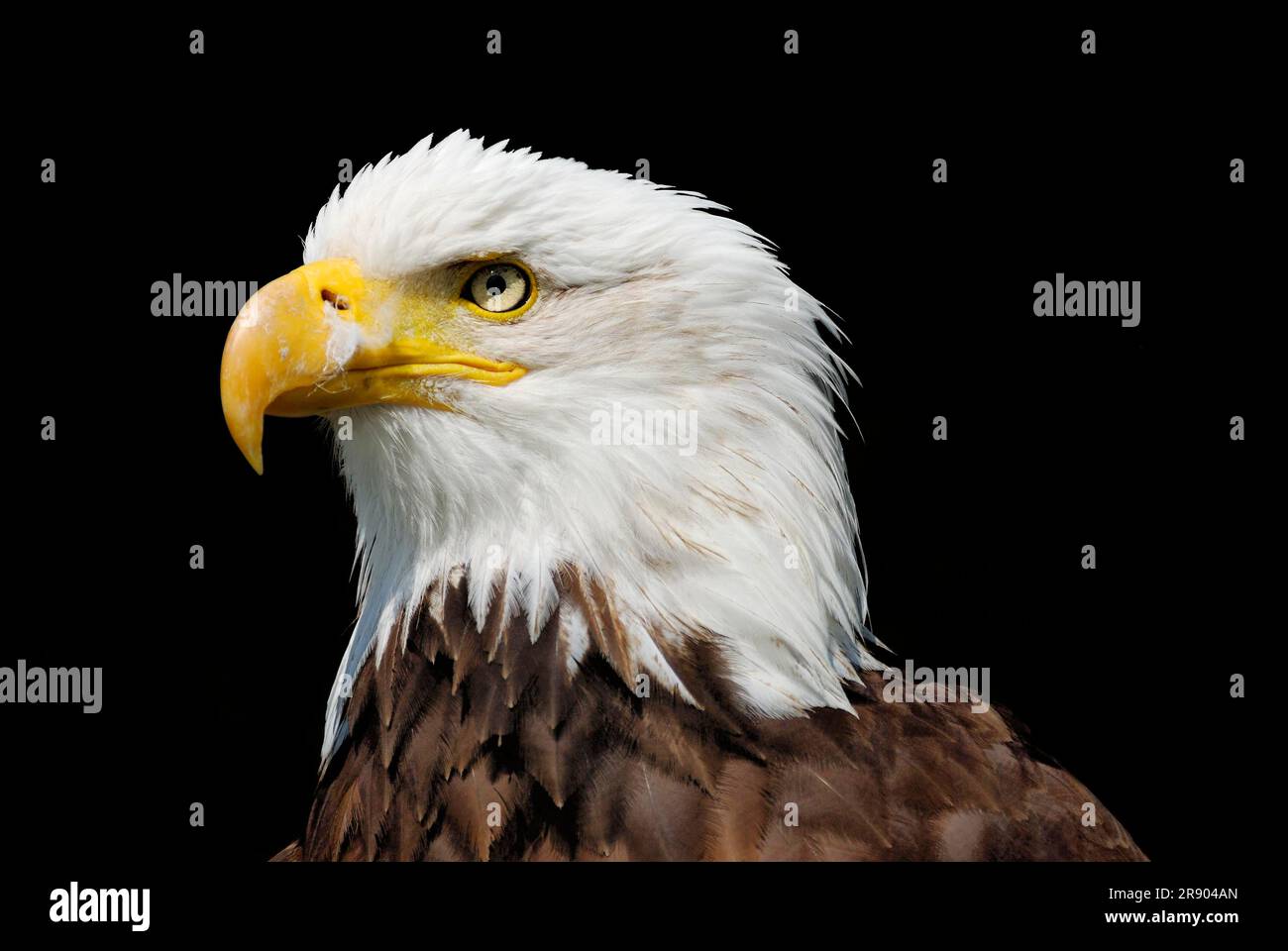 Eagle fierce animal hi-res stock photography and images - Alamy