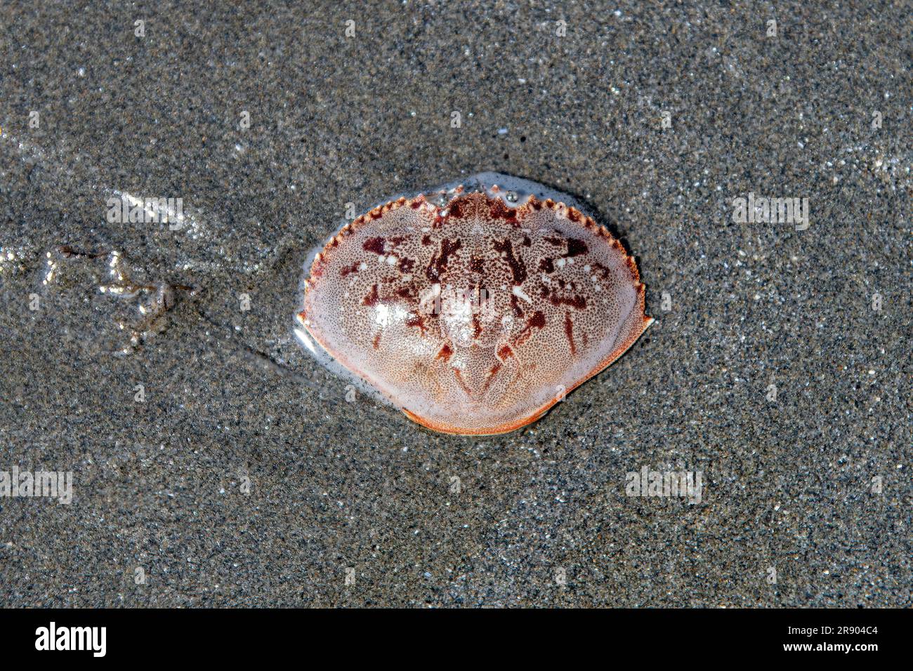 Close up view of the empty shell of a dungeness crab washed up on the ...
