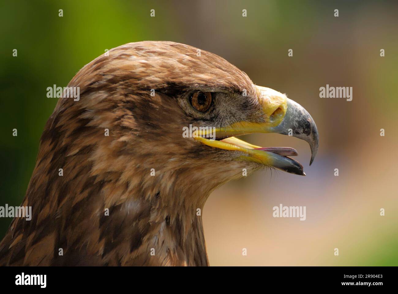 Eagle fierce animal hi-res stock photography and images - Alamy