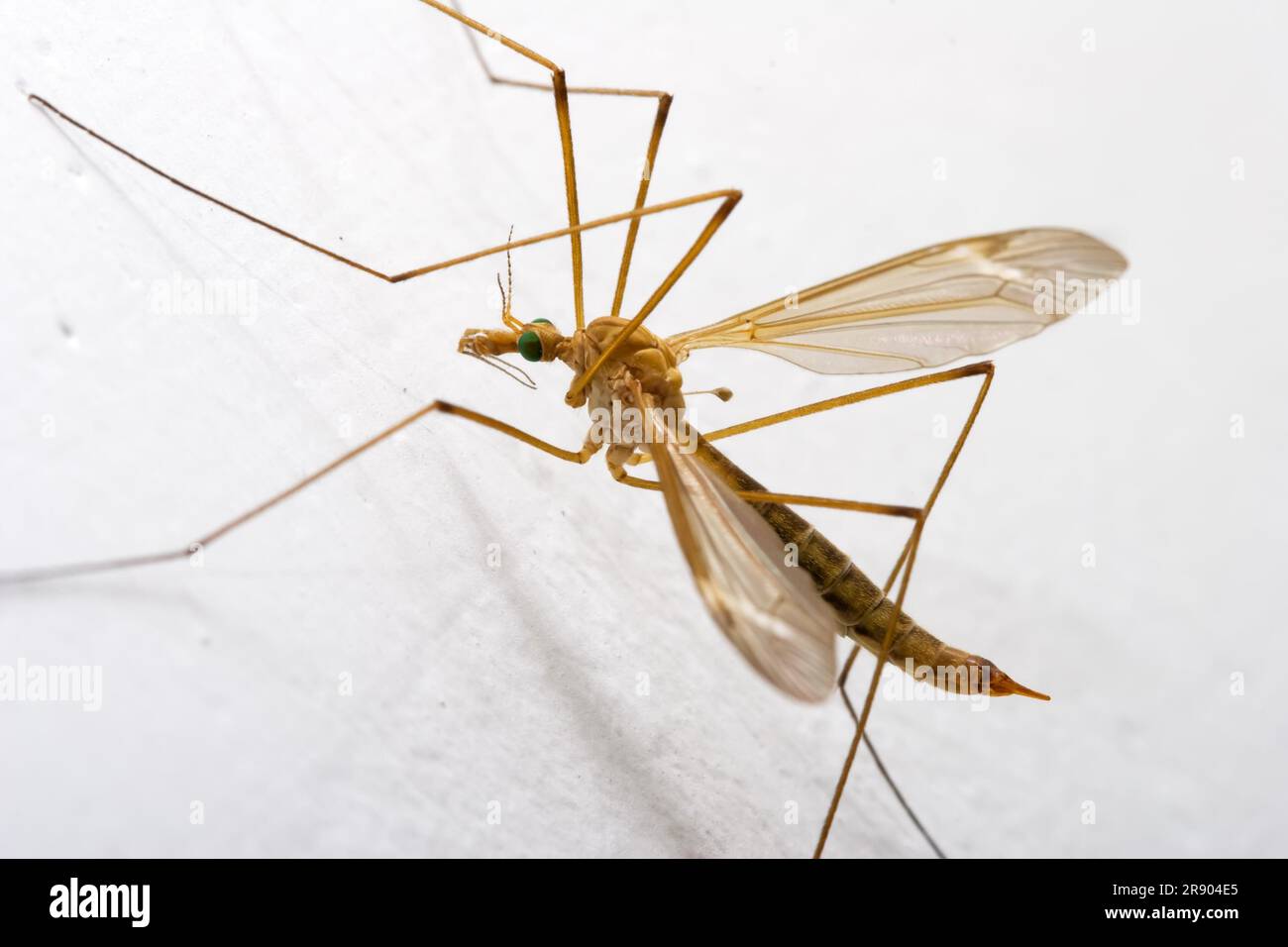Fly antenna hi-res stock photography and images - Alamy