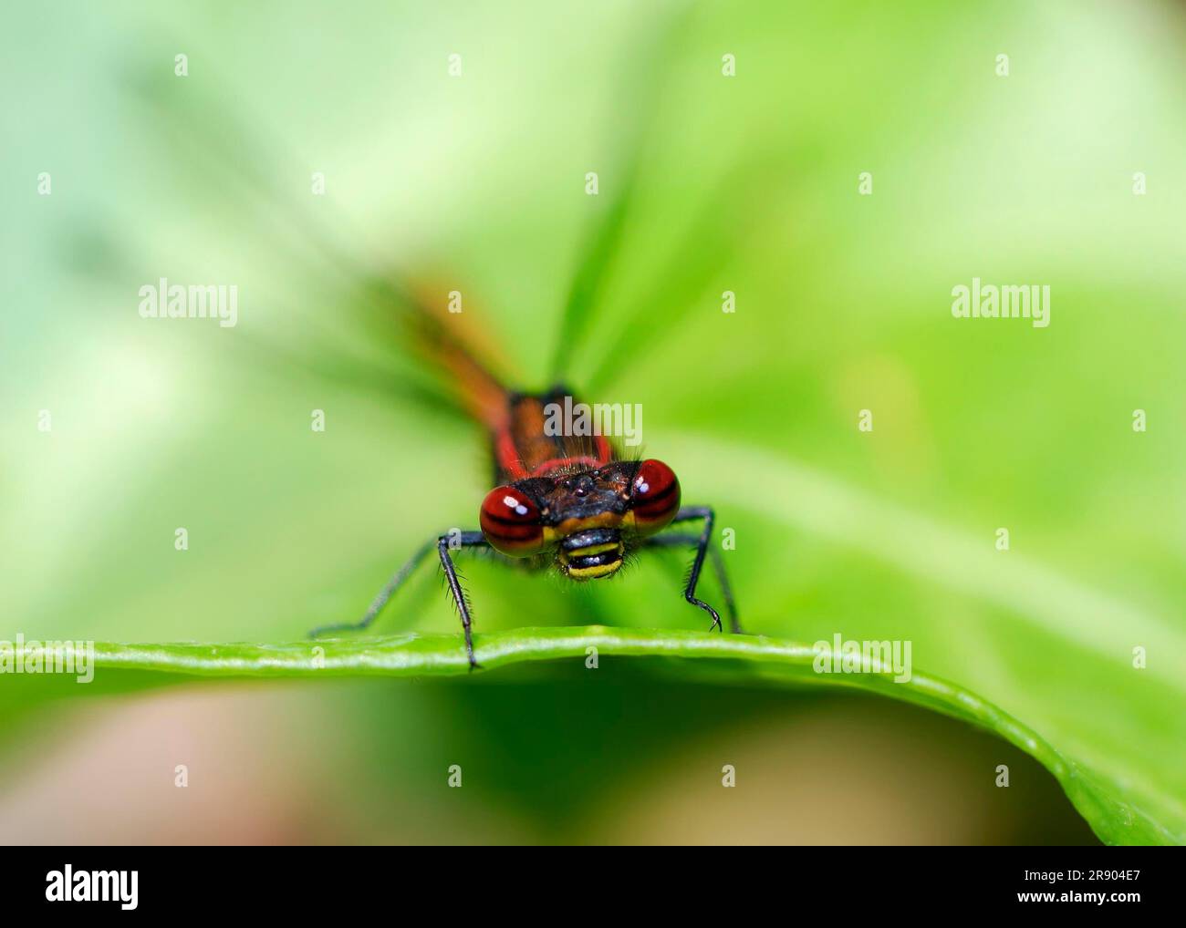 Macro close up view flying hi-res stock photography and images - Alamy