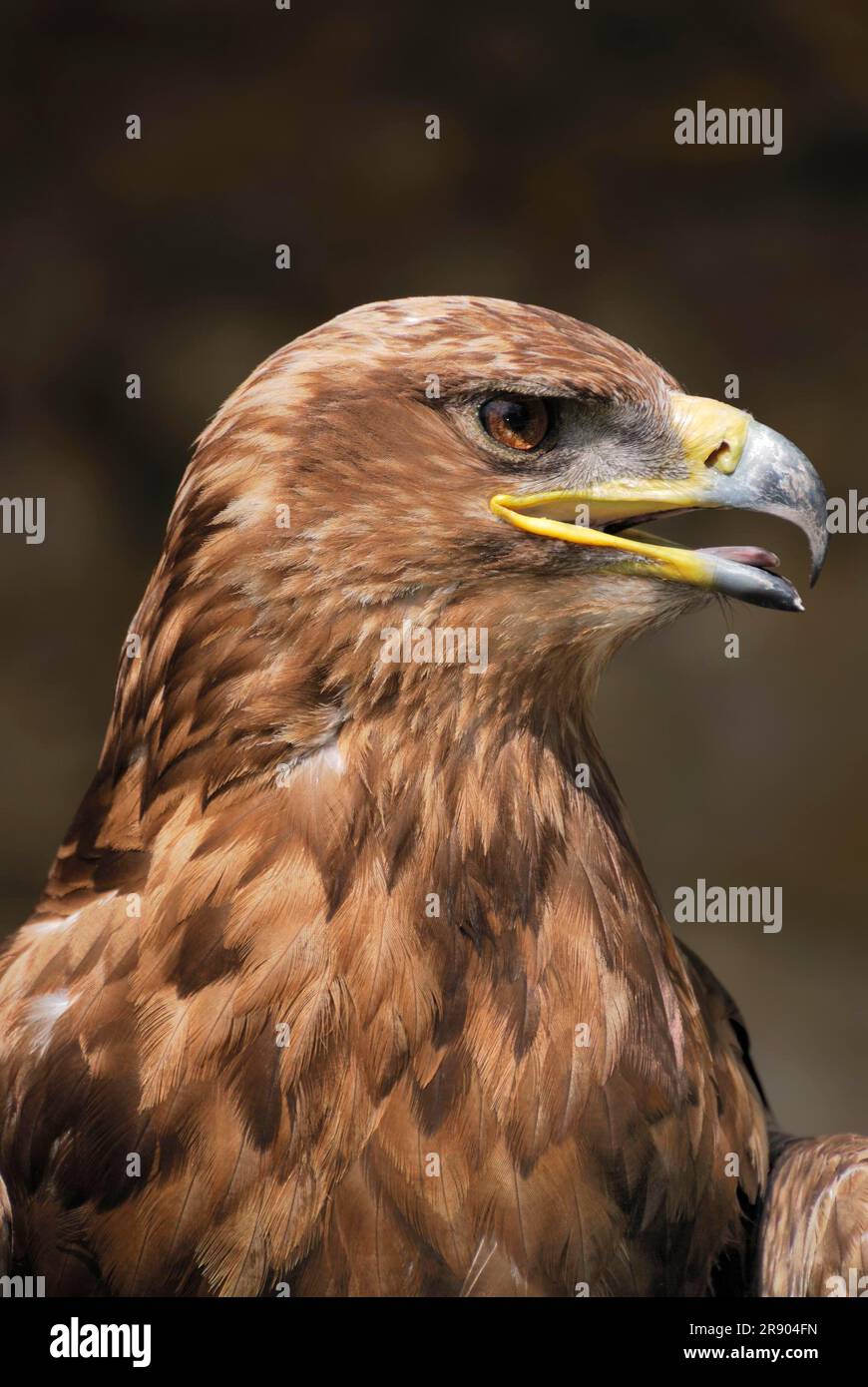 Fierce looking bird hi-res stock photography and images - Alamy