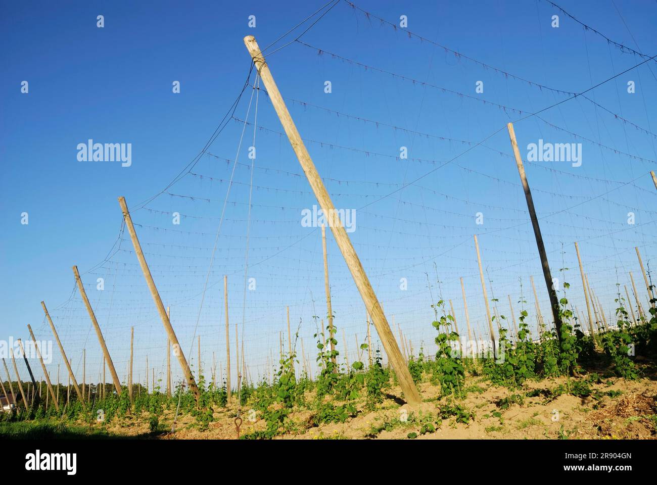 Hop growing area hi-res stock photography and images - Alamy