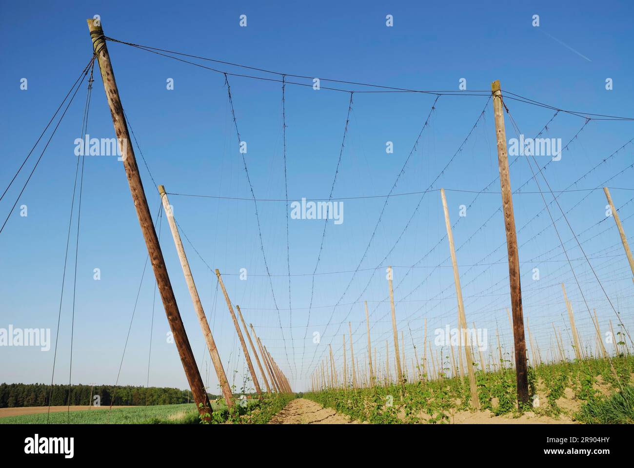 Field for growing hop seen in Bavaria Germany Stock Photo - Alamy
