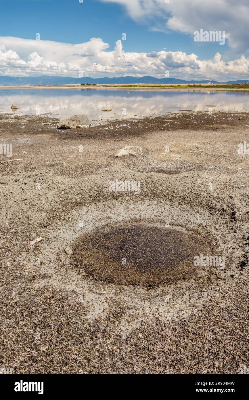 Brine flies at the Great Salt Lake, Utah, US Stock Photo - Alamy
