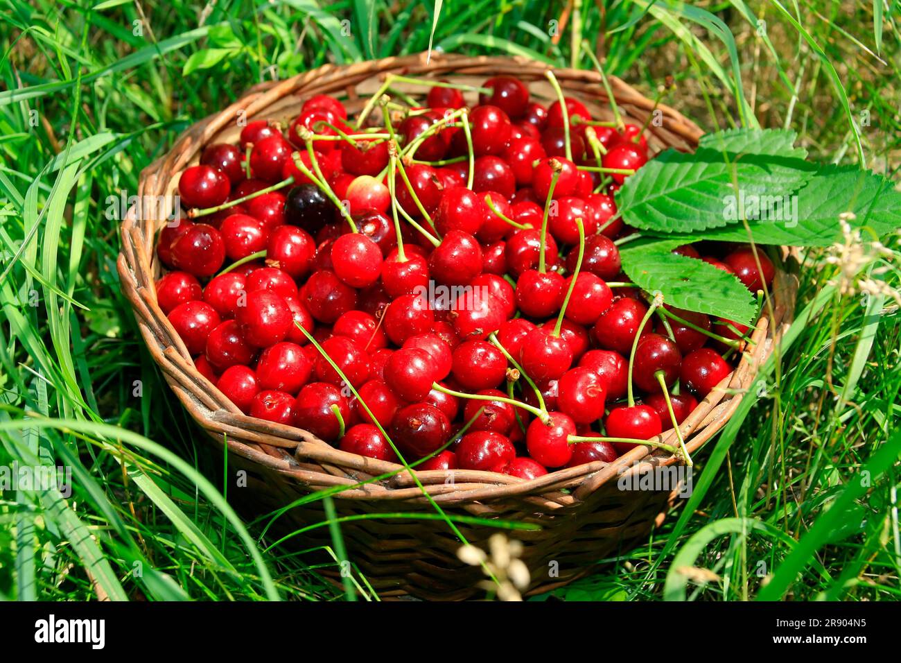 Bing Cherries in Basket on the Green Grass Stock Photo - Alamy