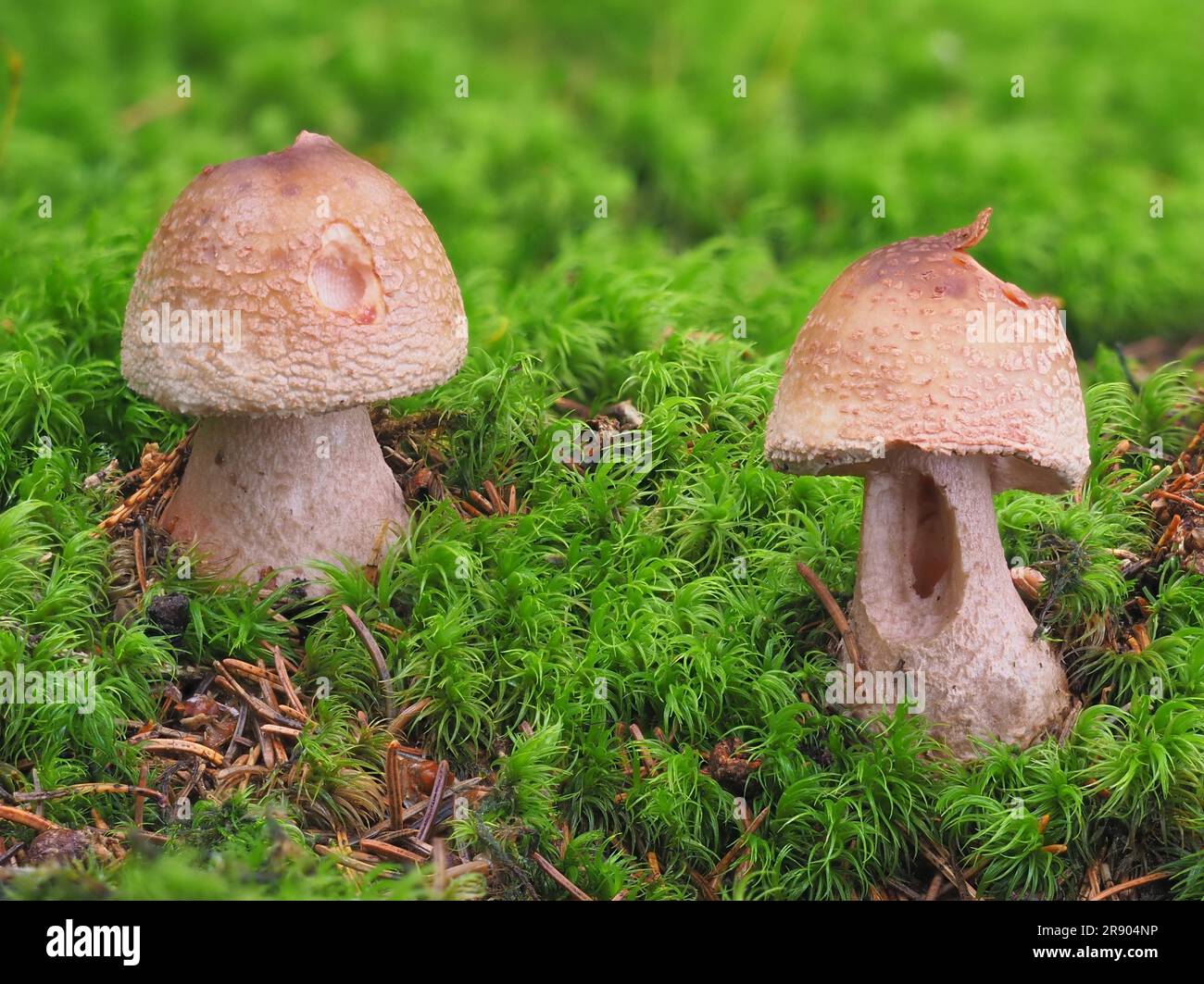 Common and available before many other species are out, this is a good ...