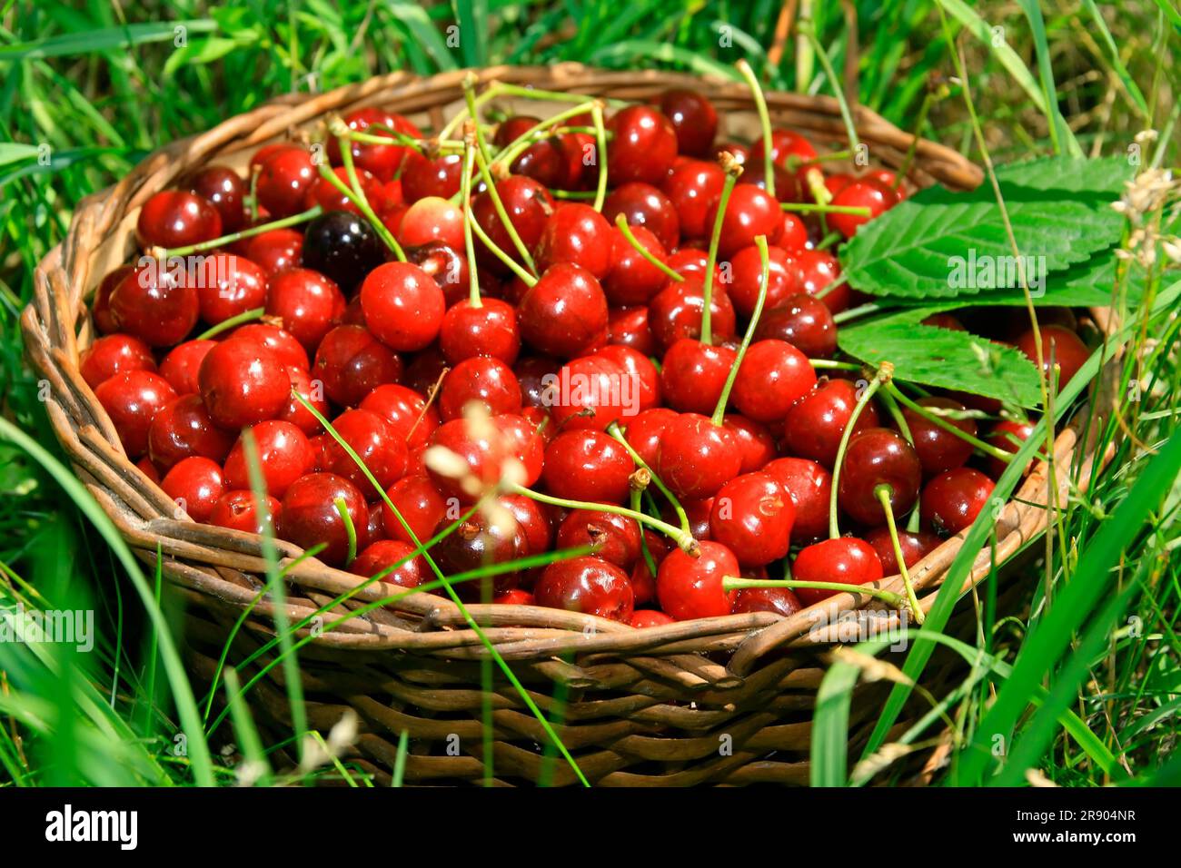 Bing Cherries in Basket on the Green Grass Stock Photo - Alamy