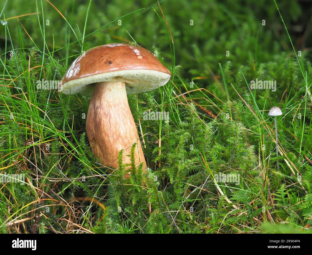 The bay bolete (Imleria badia), is an edible, pored mushroom. With its ...