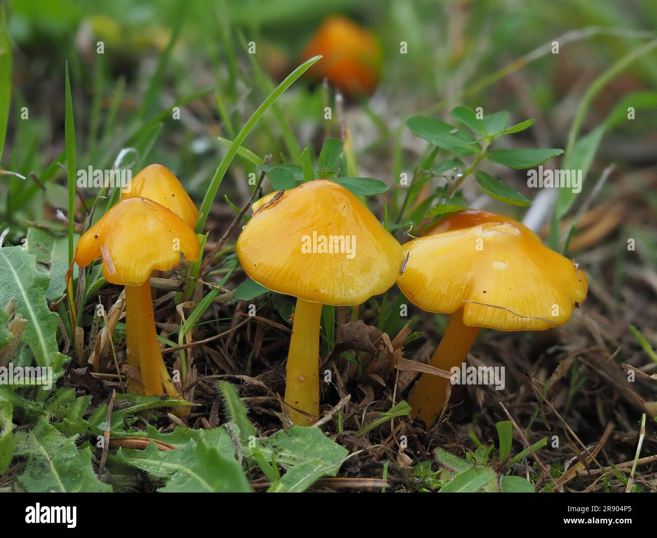 acutoconica is a medium-sized waxy cap (Hygrocybe) characterized by its ...