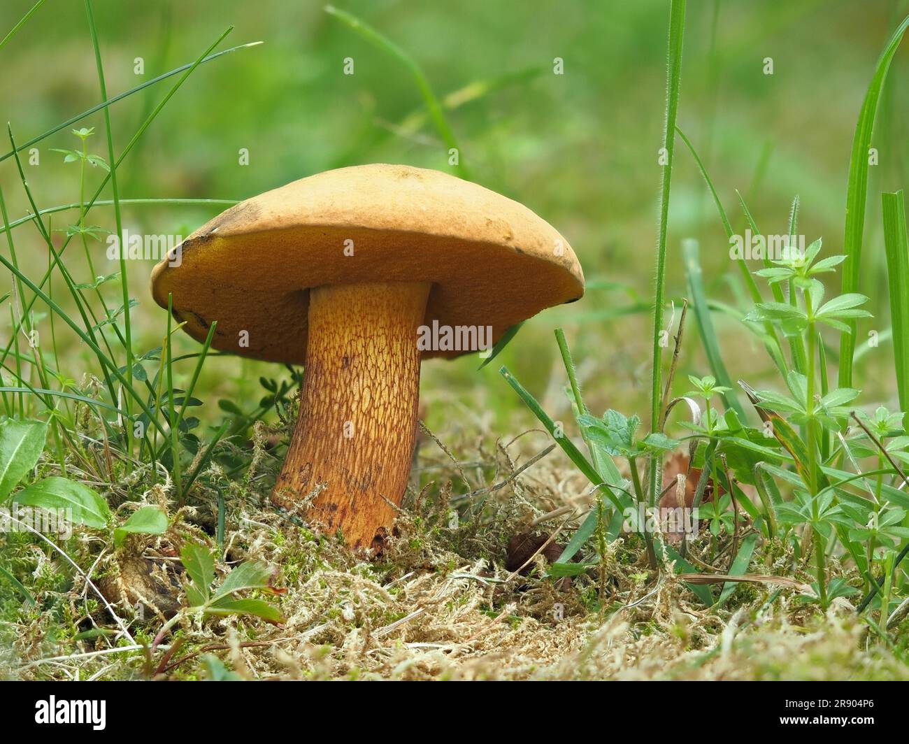 The reticulated witch boletus is a species of fungus from the family of ...