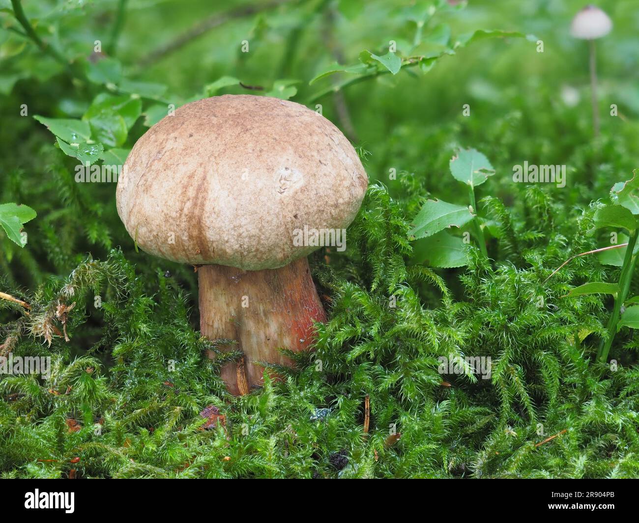 The Bitter Beech Bolete, Caloboletus calopus, is a magnificent mushroom ...