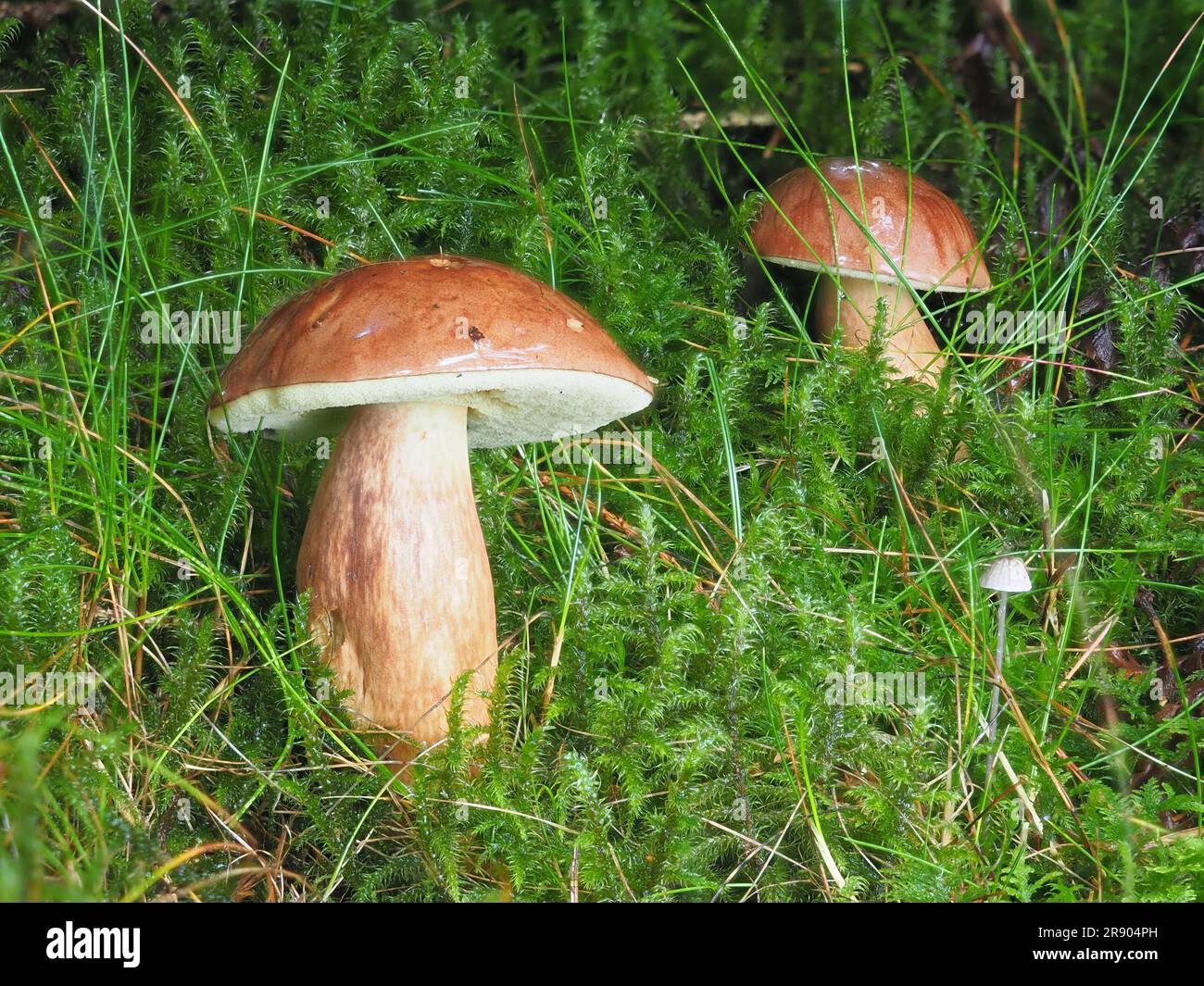 With its large smooth bay-brown or chestnut coloured cap (Imleria badia ...