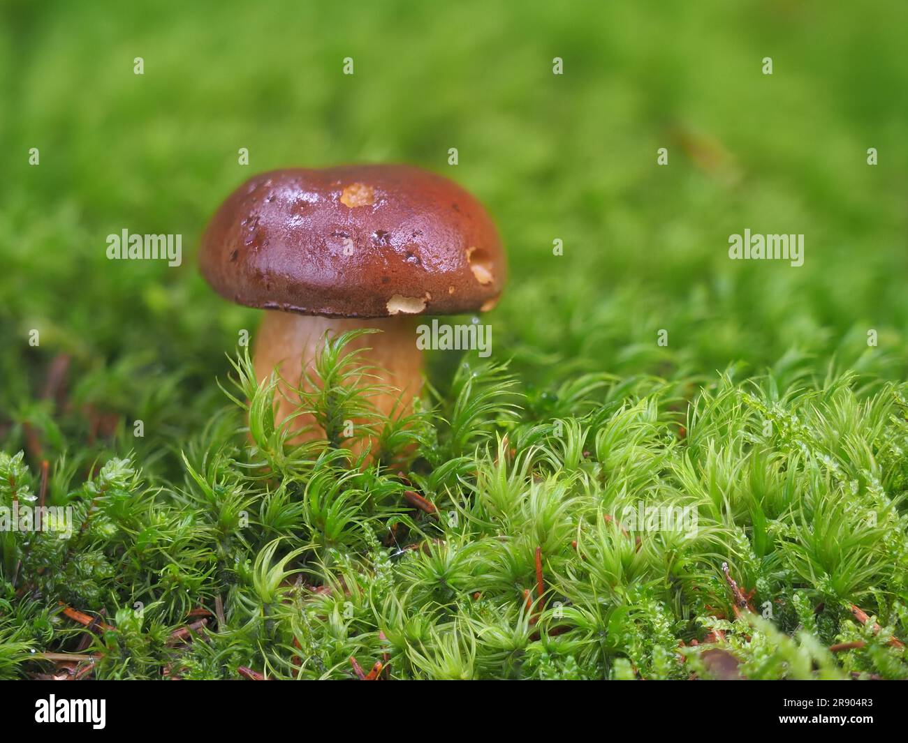 A young bay bolete (Imleria badia), Imleria badia. A good, tasty edible ...